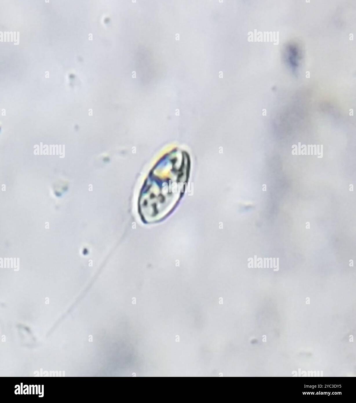 euglenids (Euglenida) Protozoa Stock Photo - Alamy