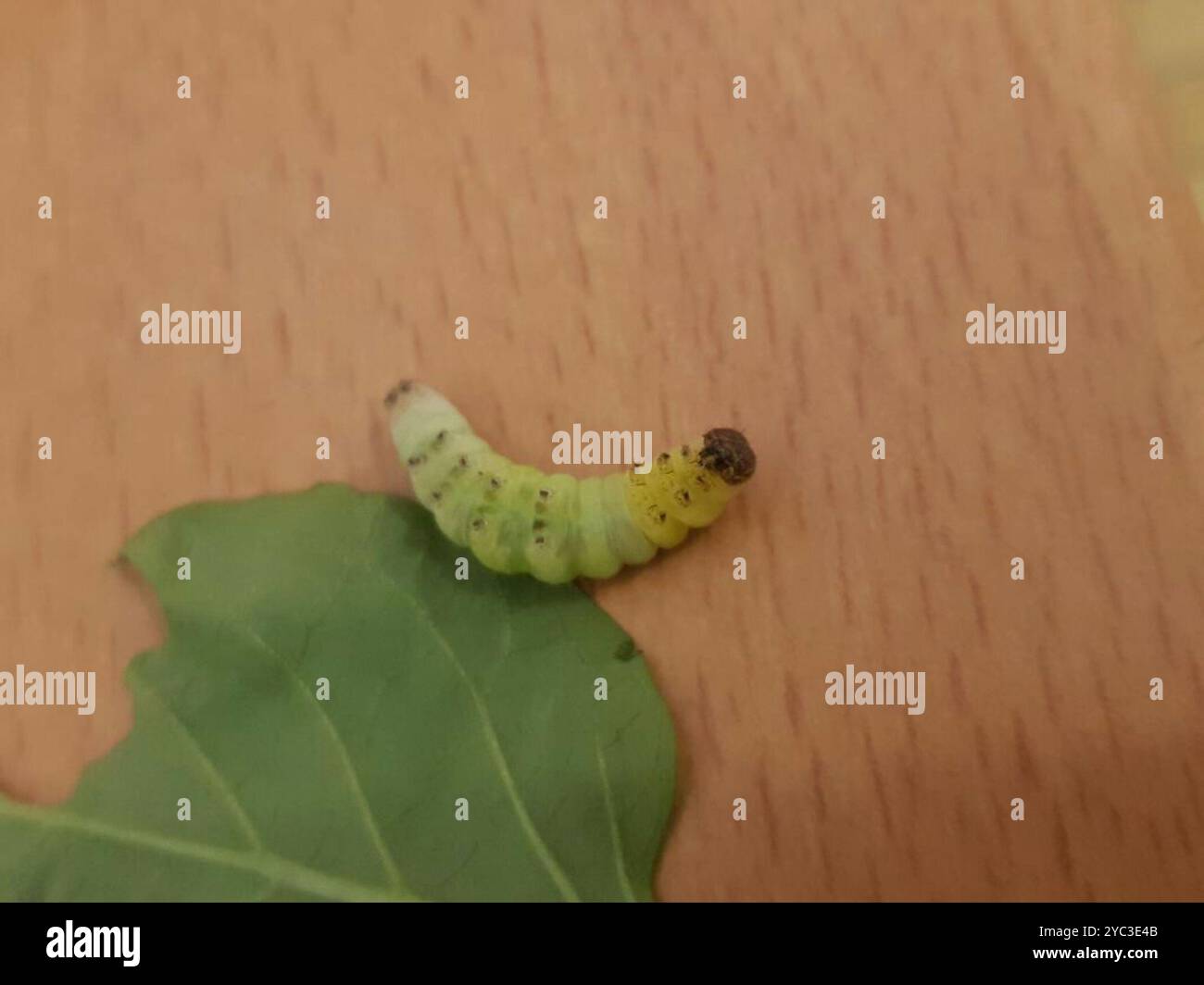 Angle Shades (Phlogophora meticulosa) Insecta Stock Photo - Alamy