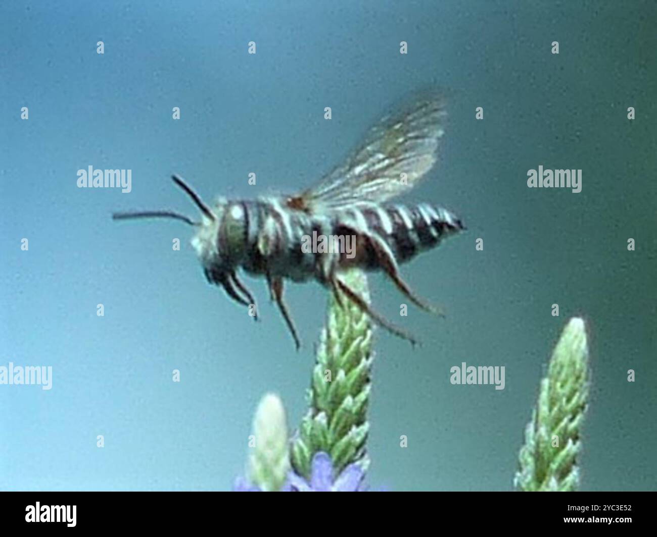 Eight-toothed Cuckoo Leaf-cutter Bee (Coelioxys octodentatus) Insecta ...