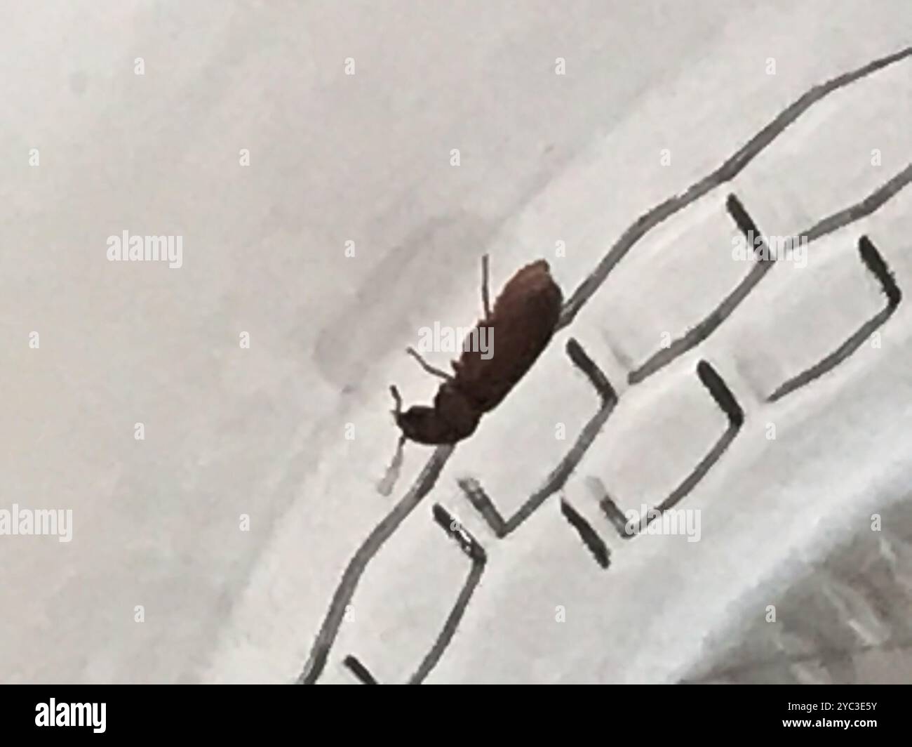 Deathwatch, Spider, and Wood-borer Beetles (Ptinidae) Insecta Stock ...