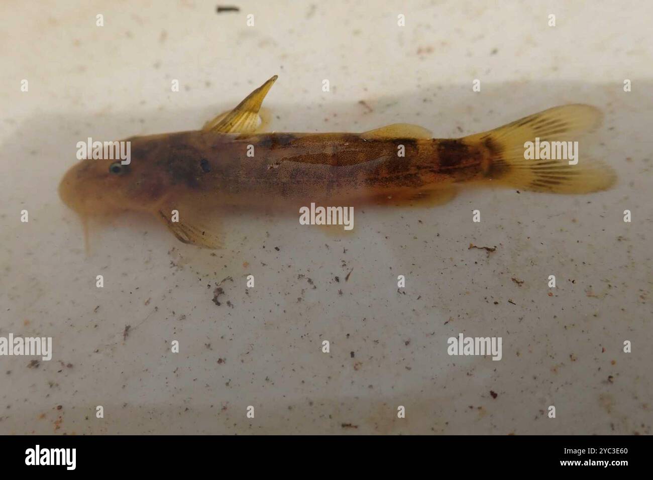 (Chiloglanis bifurcus) Actinopterygii Stock Photo - Alamy