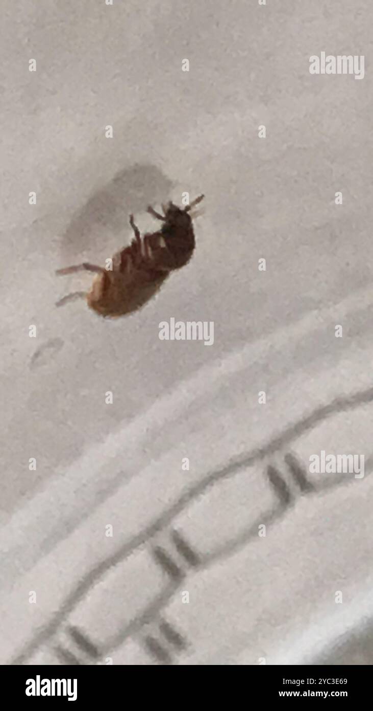 Deathwatch, Spider, and Wood-borer Beetles (Ptinidae) Insecta Stock ...