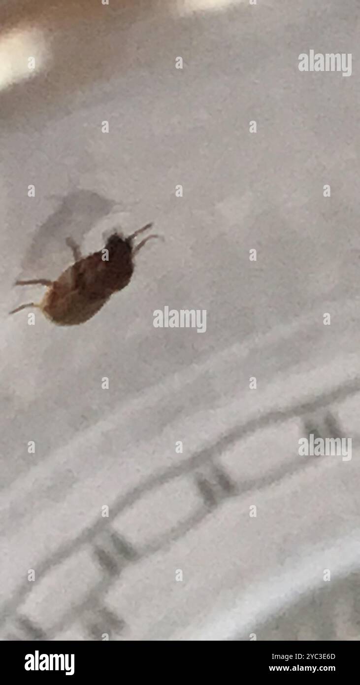 Deathwatch, Spider, and Wood-borer Beetles (Ptinidae) Insecta Stock ...