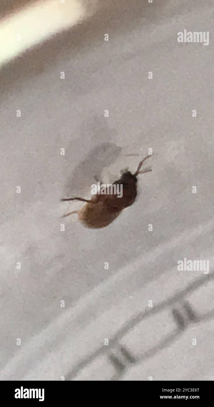 Deathwatch, Spider, and Wood-borer Beetles (Ptinidae) Insecta Stock ...