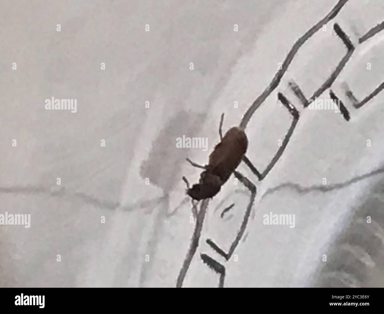 Deathwatch, Spider, and Wood-borer Beetles (Ptinidae) Insecta Stock ...