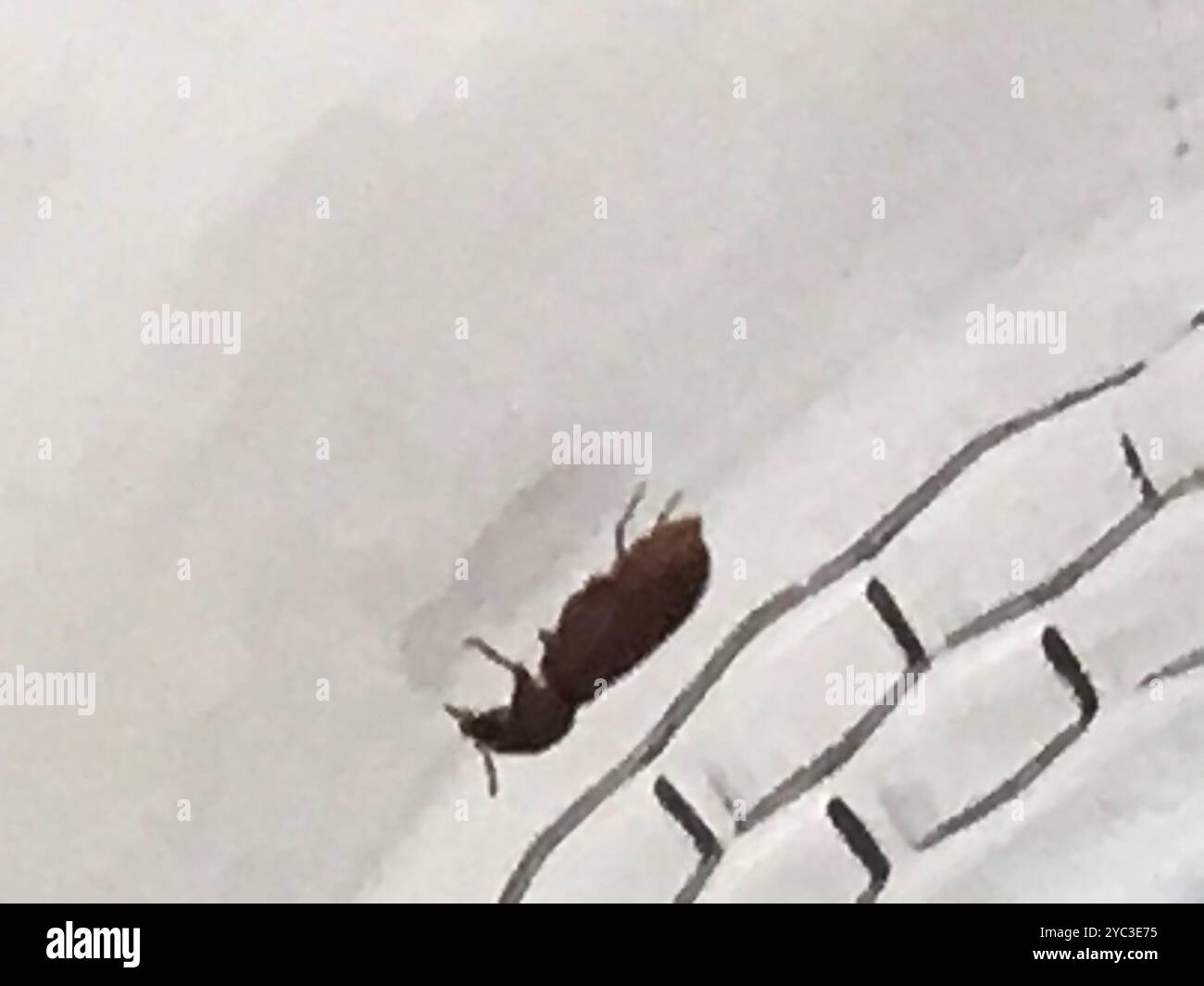 Deathwatch, Spider, and Wood-borer Beetles (Ptinidae) Insecta Stock ...