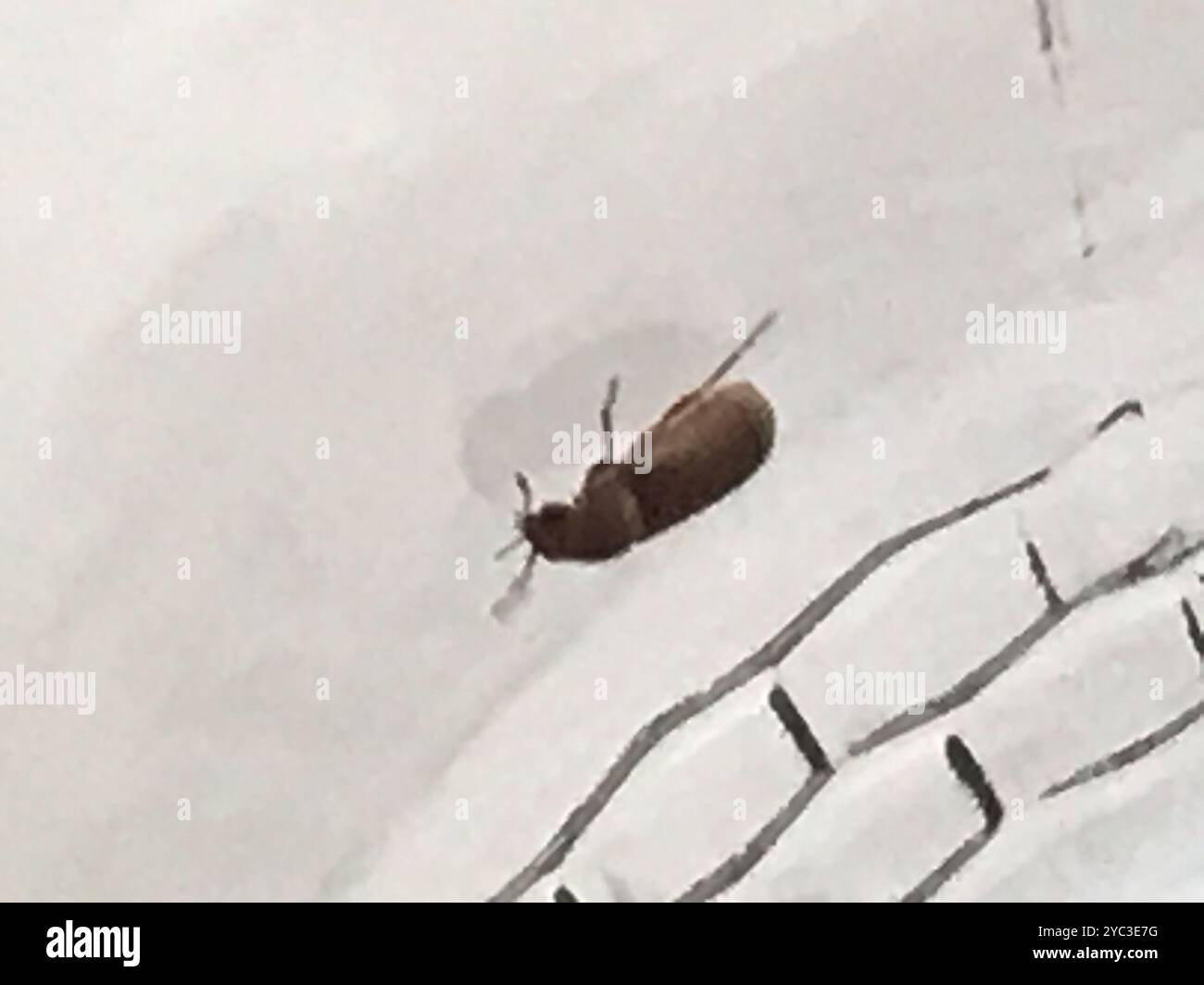 Deathwatch, Spider, and Wood-borer Beetles (Ptinidae) Insecta Stock ...