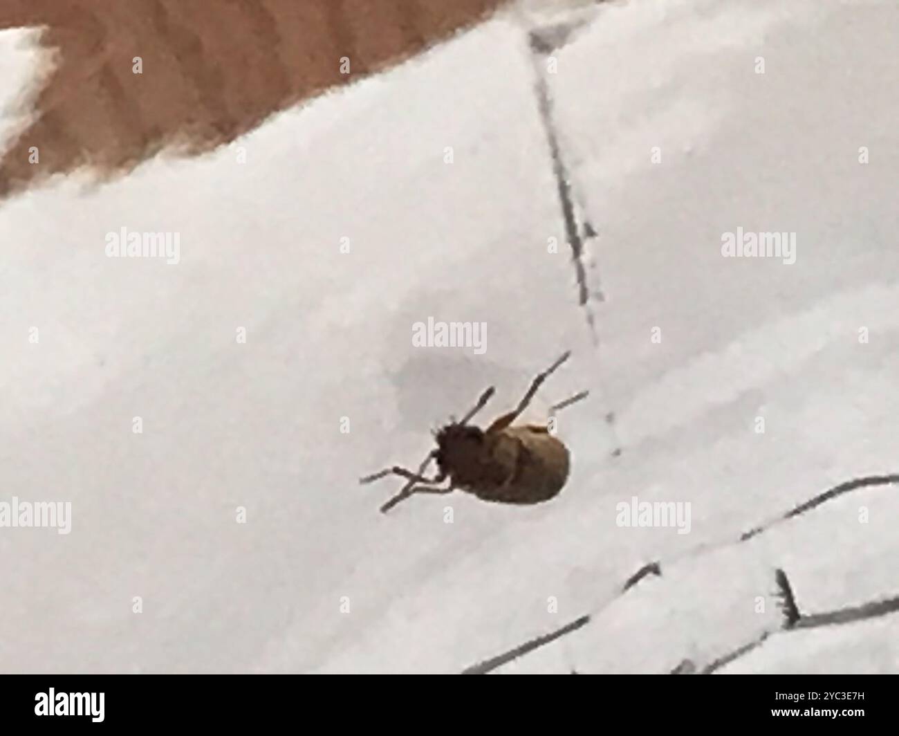 Deathwatch, Spider, and Wood-borer Beetles (Ptinidae) Insecta Stock ...