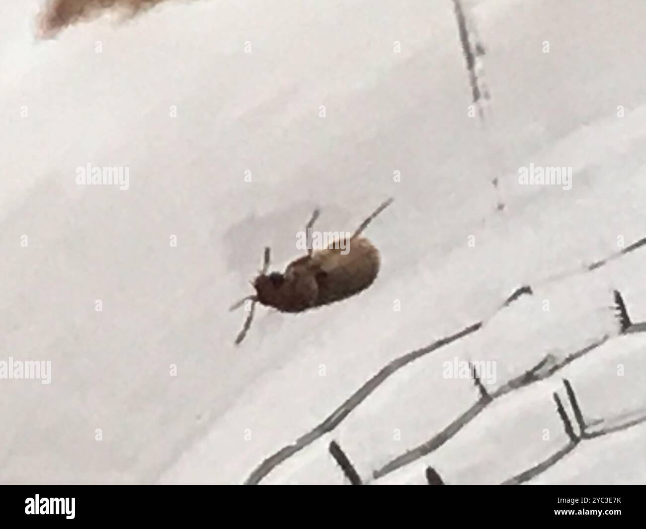 Deathwatch, Spider, and Wood-borer Beetles (Ptinidae) Insecta Stock ...