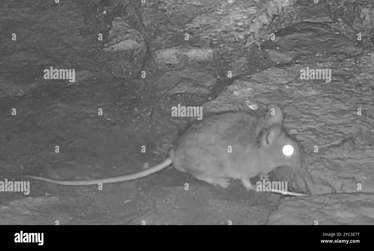 European Wood Mouse (Apodemus sylvaticus) Mammalia Stock Photo - Alamy