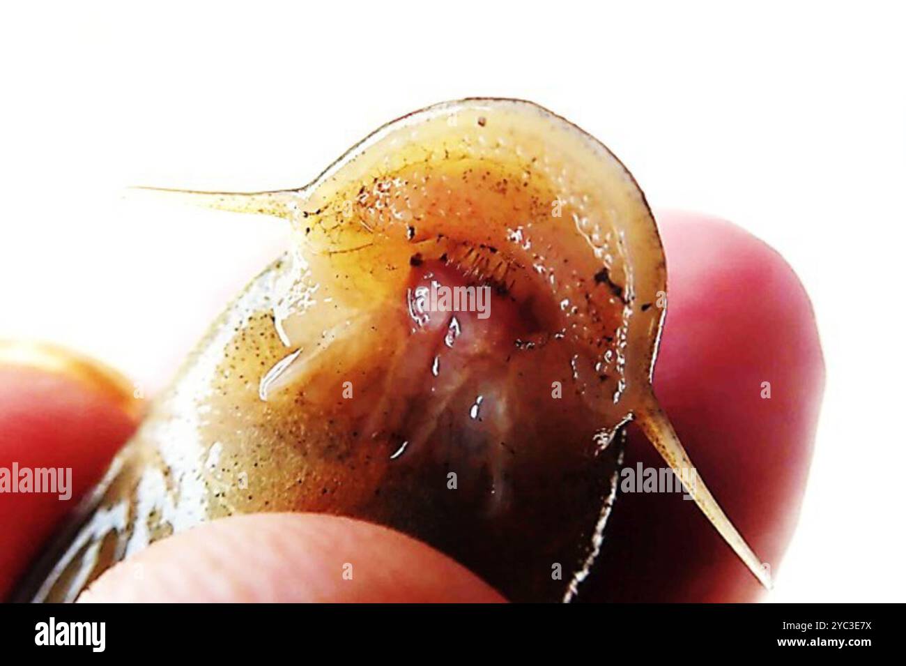 (Chiloglanis bifurcus) Actinopterygii Stock Photo - Alamy