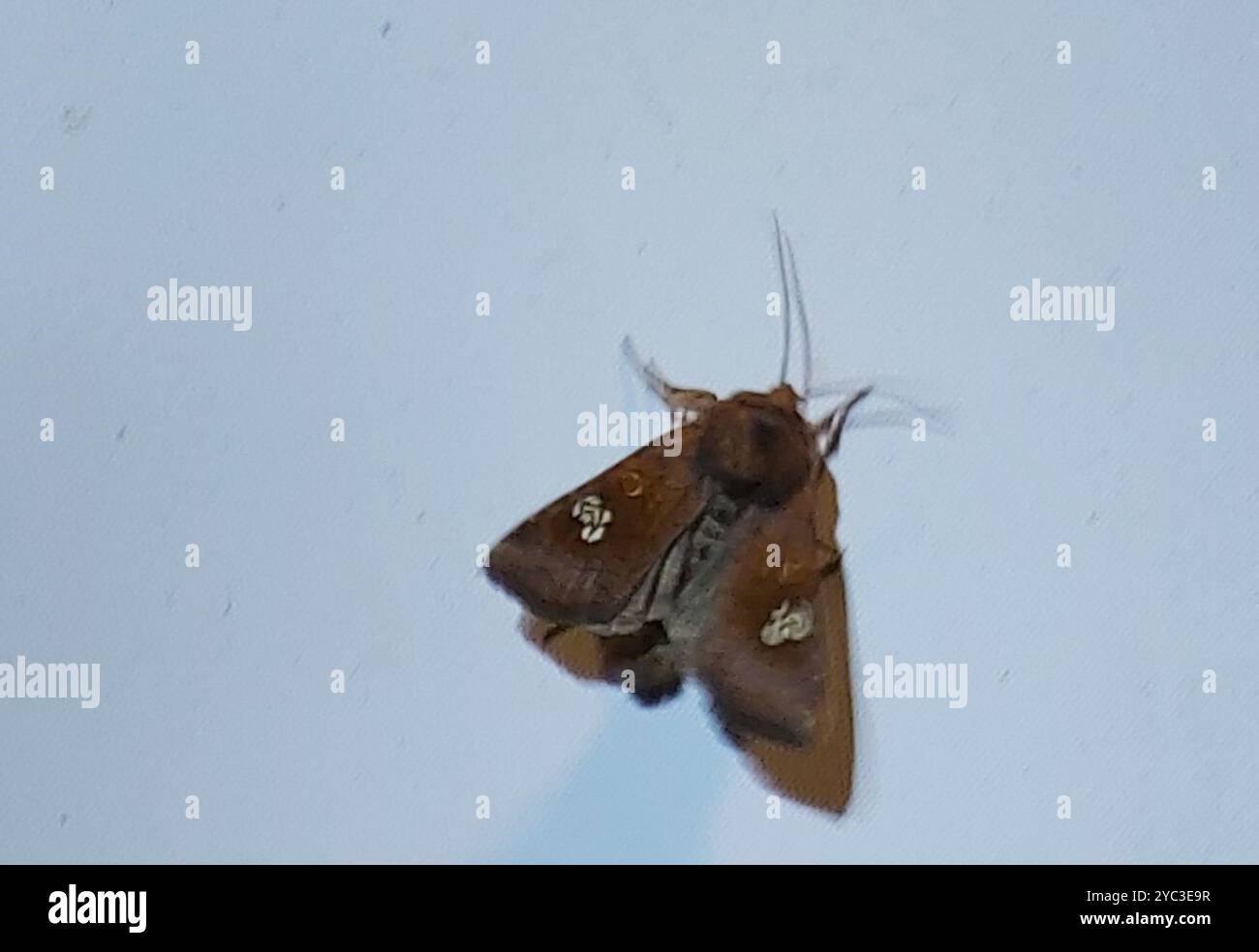 Ear Moths (Amphipoea) Insecta Stock Photo - Alamy