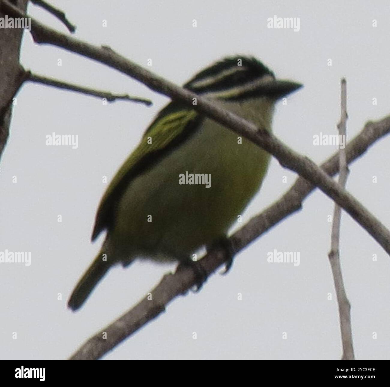 Pogoniulus bilineatus hi-res stock photography and images - Alamy