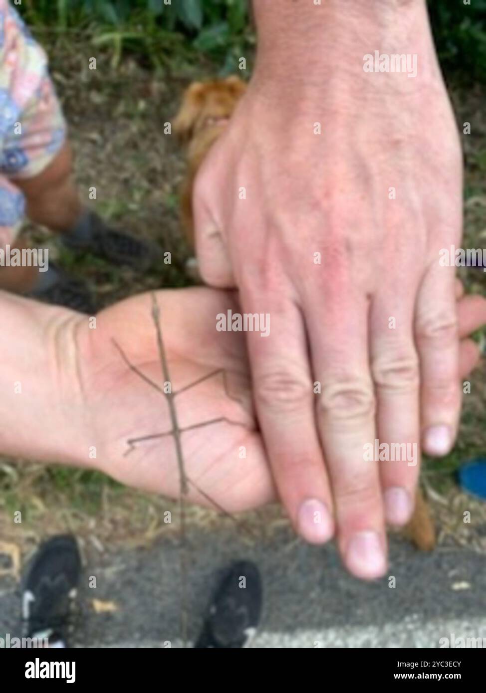 Smooth Stick Insect (Clitarchus hookeri) Insecta Stock Photo - Alamy
