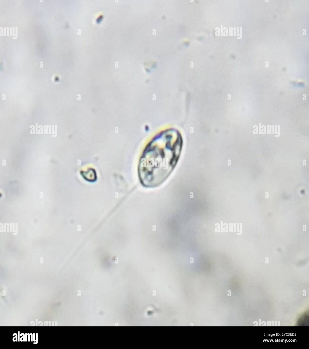 euglenids (Euglenida) Protozoa Stock Photo - Alamy