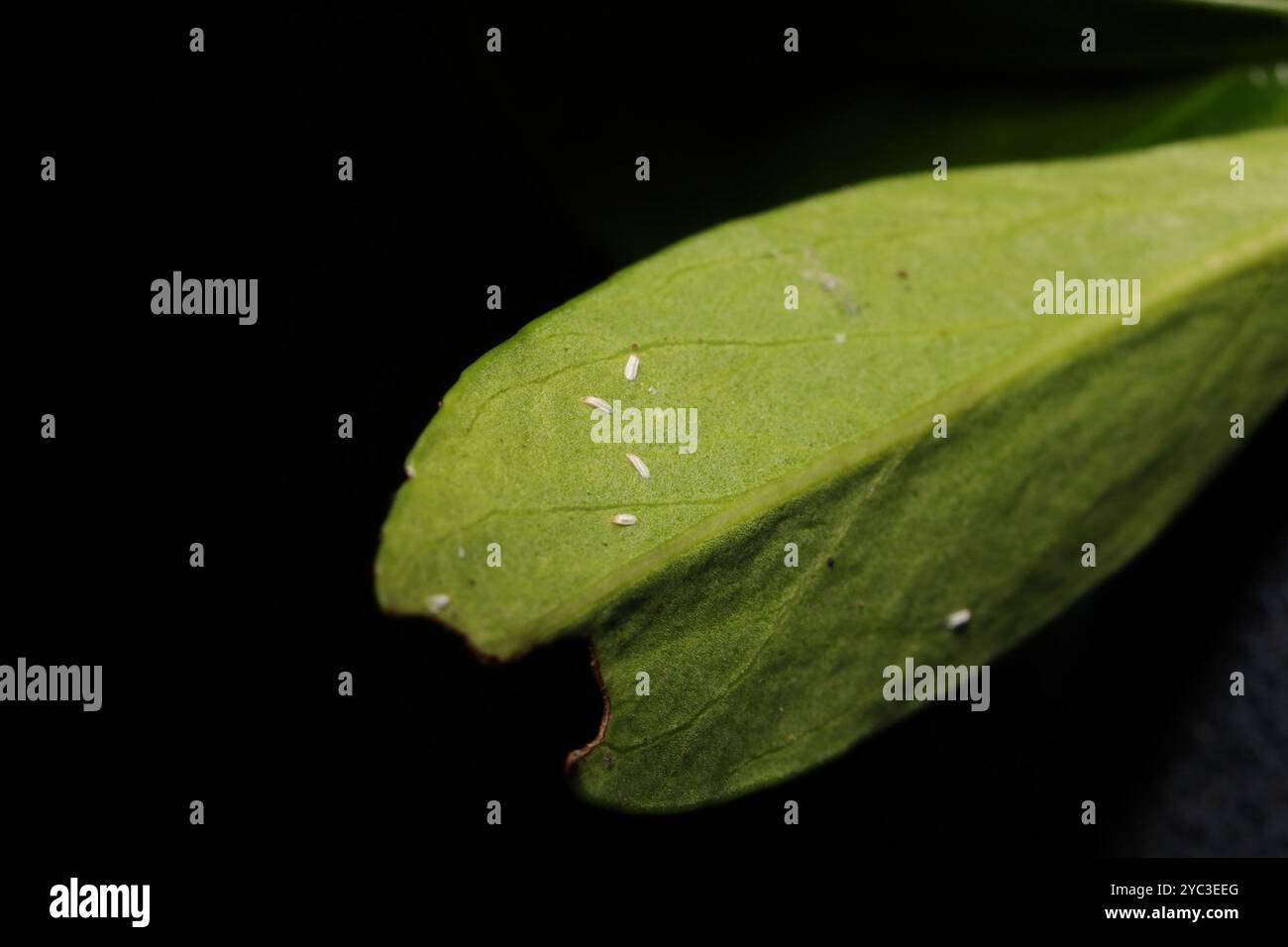 Euonymus scale hi-res stock photography and images - Alamy