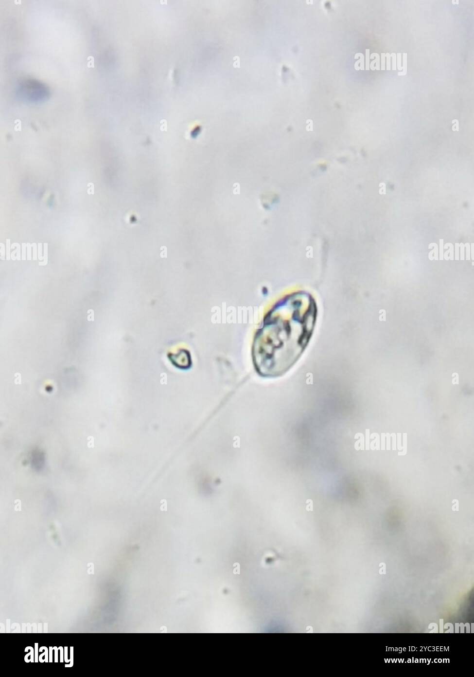 euglenids (Euglenida) Protozoa Stock Photo - Alamy
