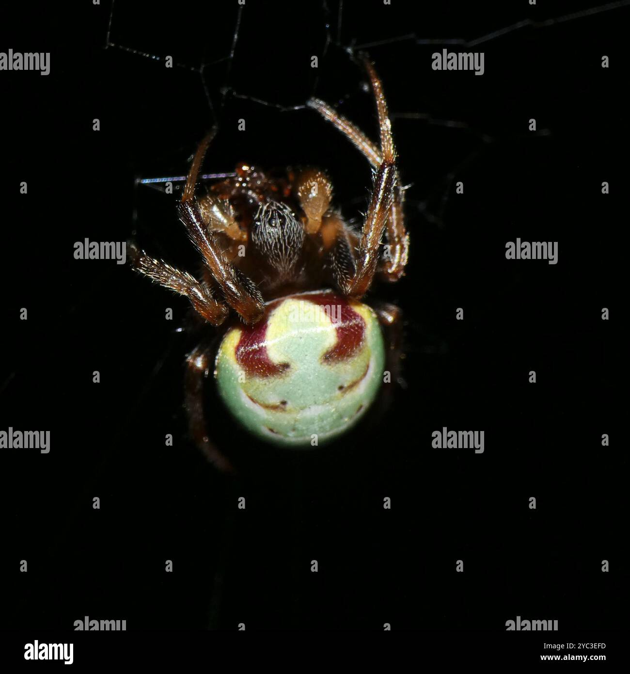 Green-pea Spider (Araneus apricus) Arachnida Stock Photo - Alamy