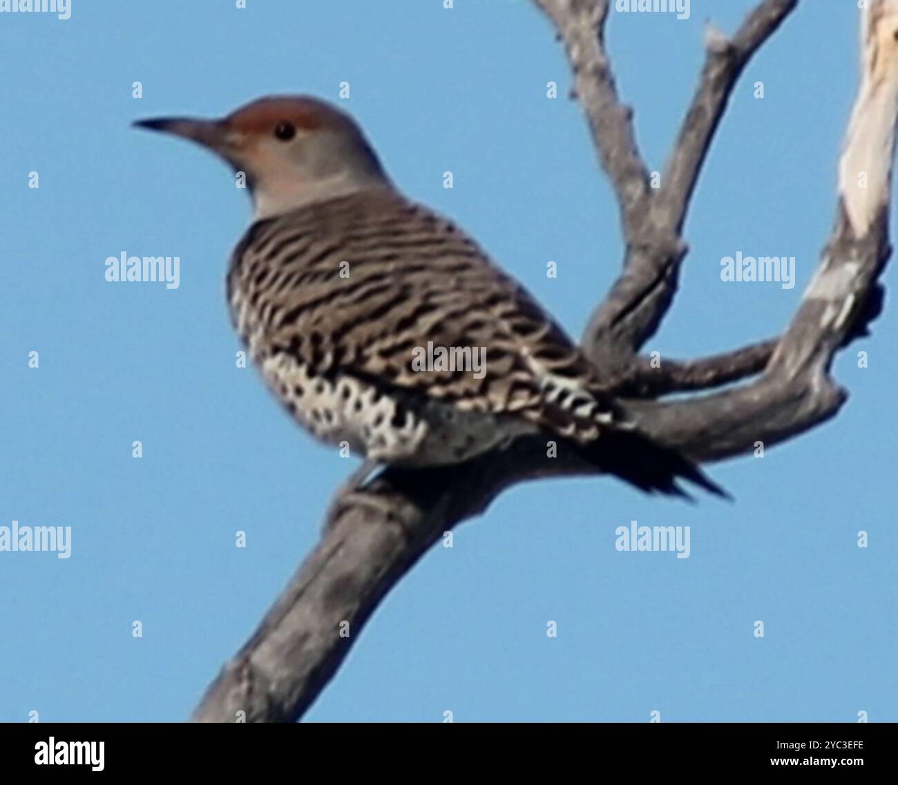 Northern Flicker (Colaptes auratus) Aves Stock Photo - Alamy