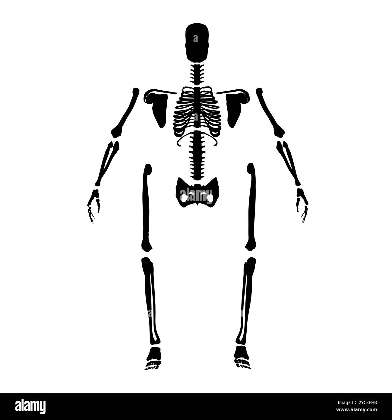 Silhouette of a human skeleton disassembled into bones isolated on a ...