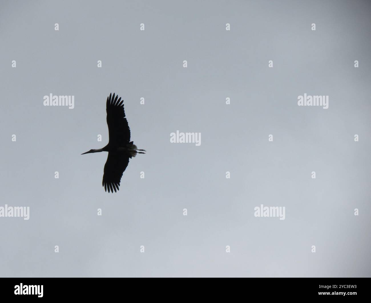 African Woolly-necked Stork (Ciconia microscelis) Aves Stock Photo - Alamy