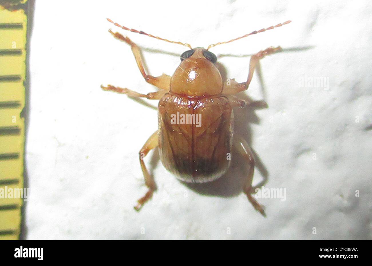 (Microsyagrus marshalli) Insecta Stock Photo - Alamy