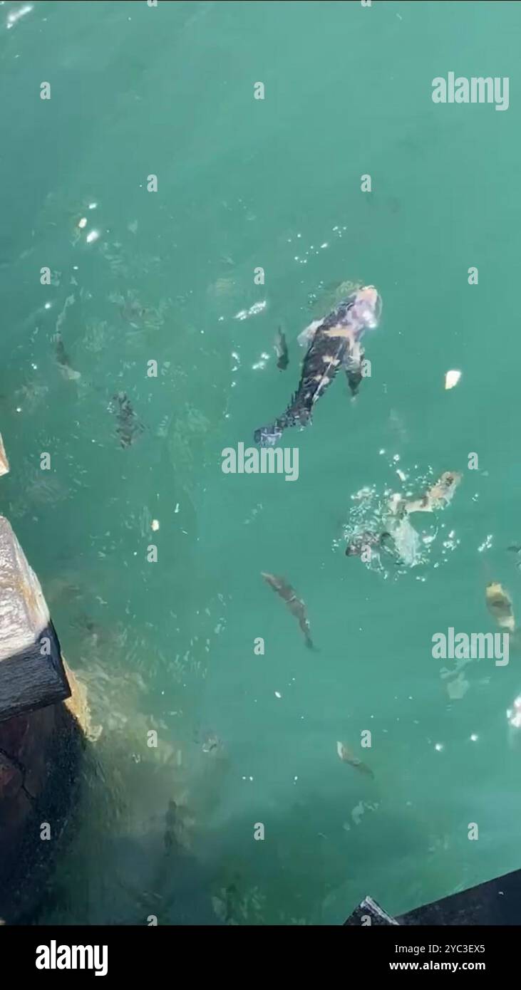 Purple Wrasse (Notolabrus fucicola) Actinopterygii Stock Photo - Alamy