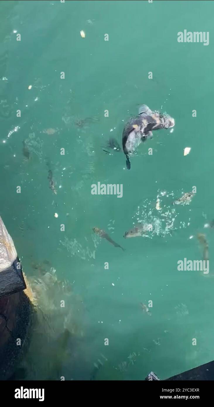 Purple Wrasse (Notolabrus fucicola) Actinopterygii Stock Photo - Alamy