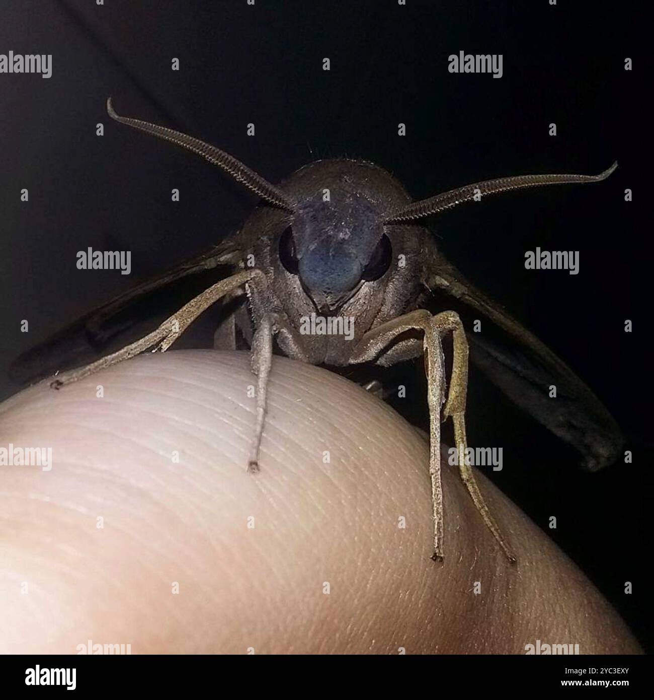 Syces hi-res stock photography and images - Alamy