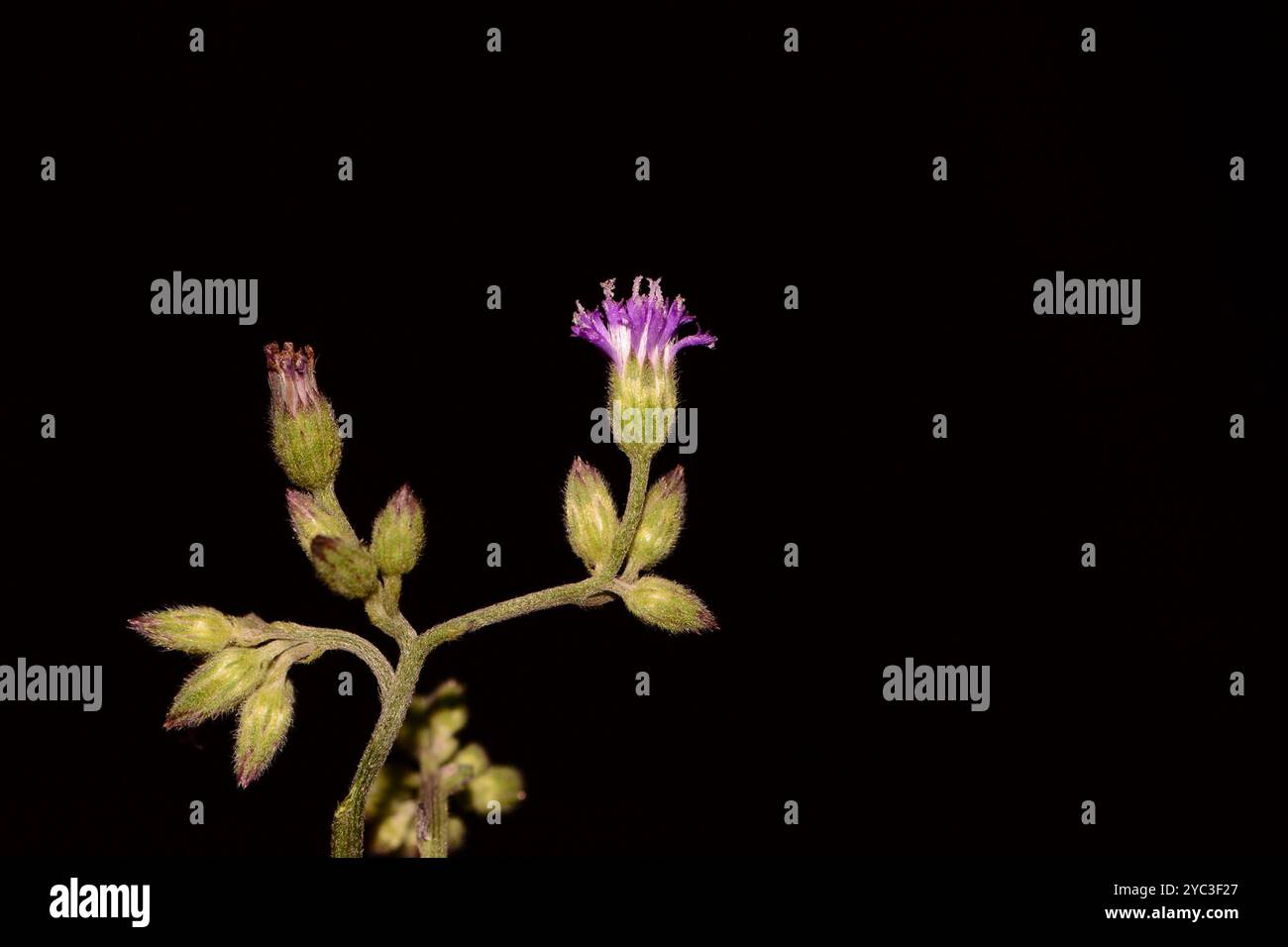 little ironweed (Cyanthillium cinereum) Plantae Stock Photo - Alamy