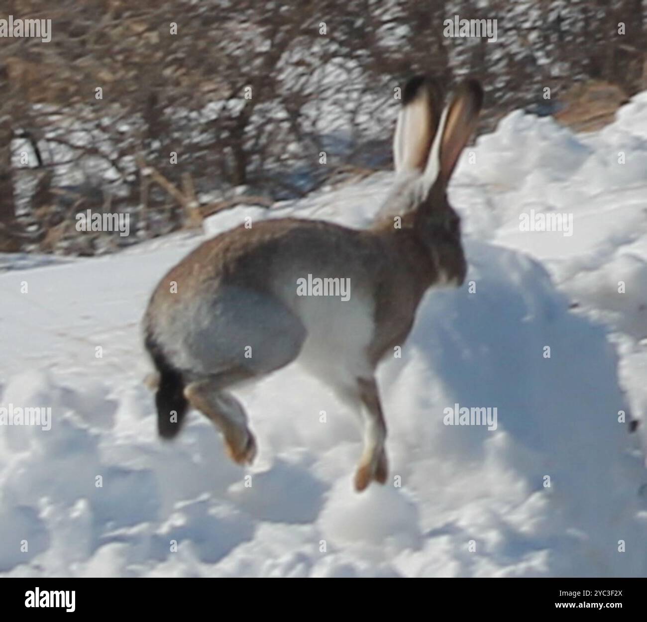 Black-tailed Jackrabbit (Lepus californicus) Mammalia Stock Photo - Alamy