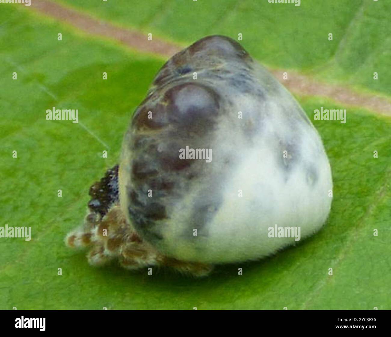 Cornfield Bolas Spider (Mastophora hutchinsoni) Arachnida Stock Photo ...