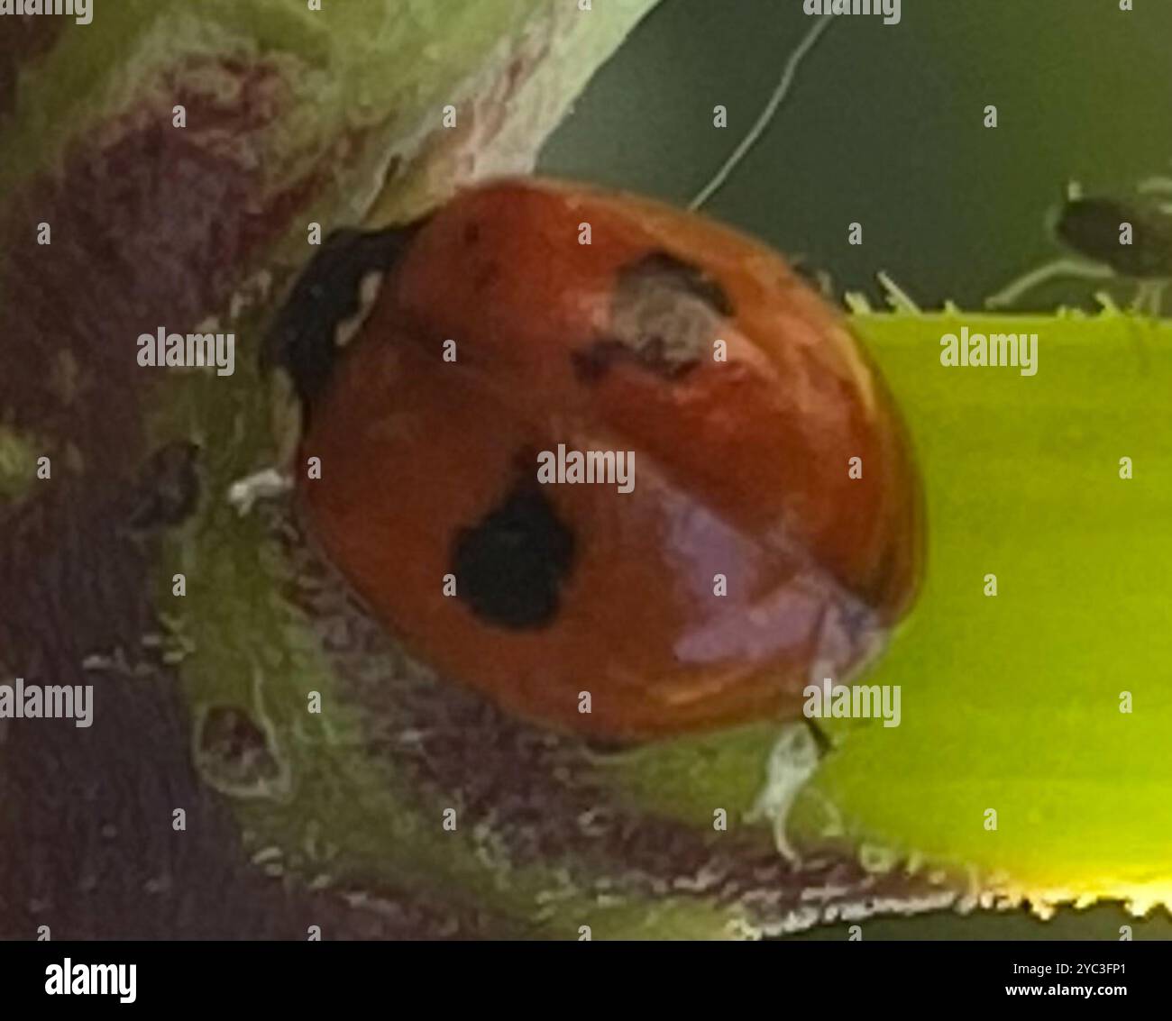 Two-spotted Lady Beetle (Adalia bipunctata) Insecta Stock Photo - Alamy
