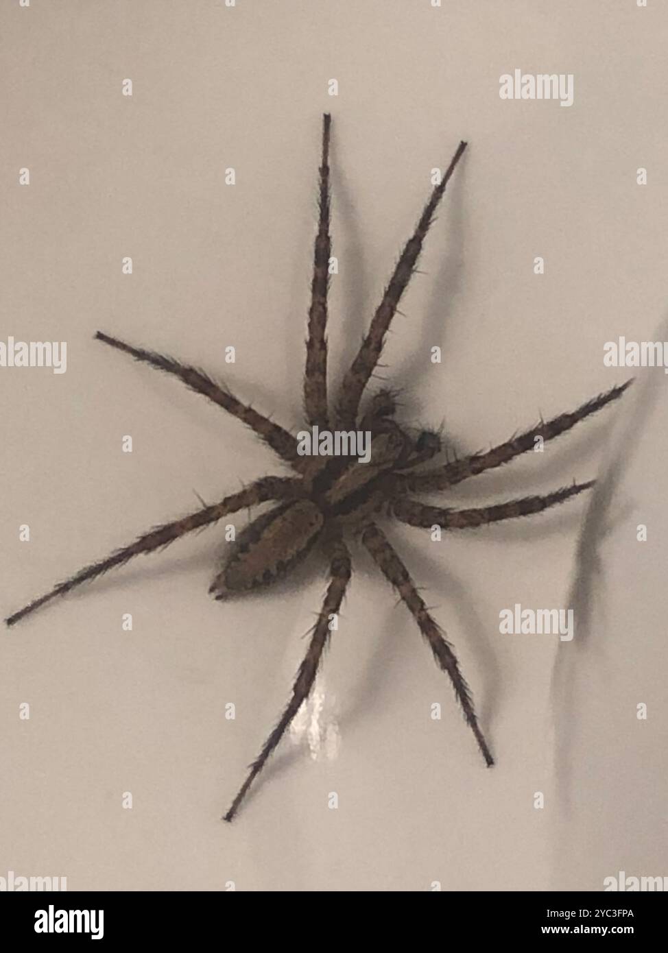 Funnel Weavers (Agelenidae) Arachnida Stock Photo - Alamy