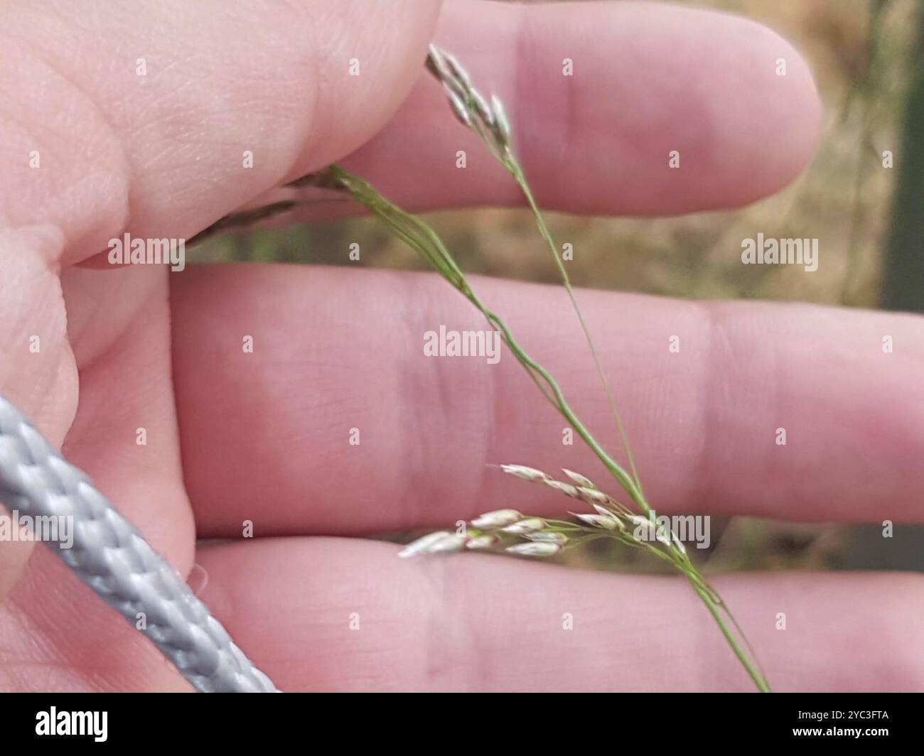 wavy hair-grass (Avenella flexuosa) Plantae Stock Photo - Alamy