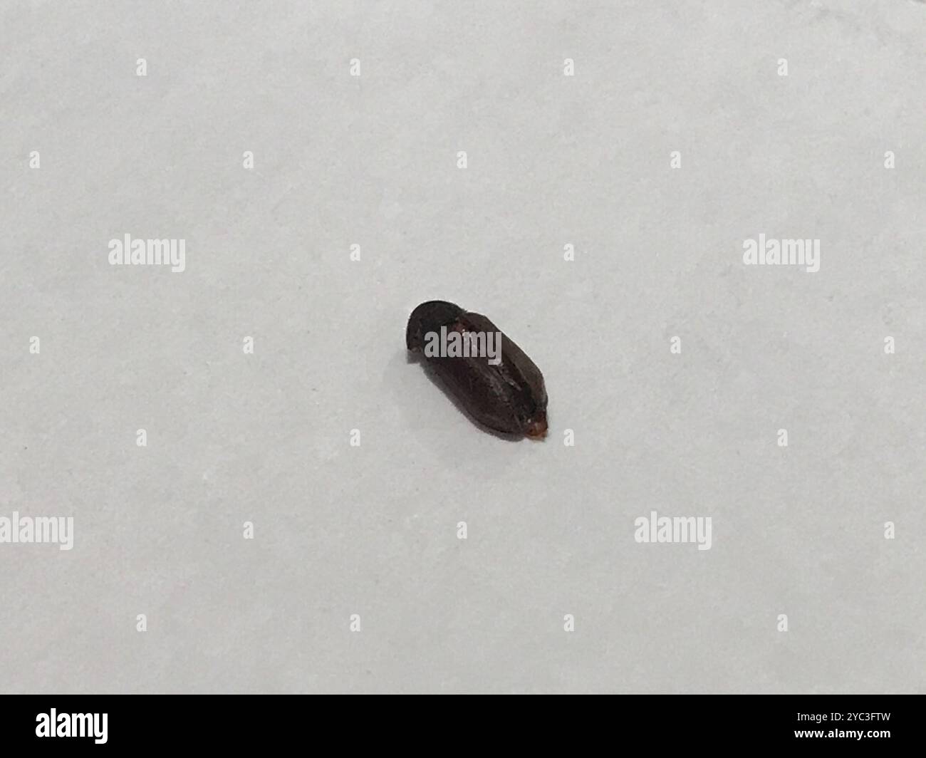 Deathwatch, Spider, and Wood-borer Beetles (Ptinidae) Insecta Stock ...