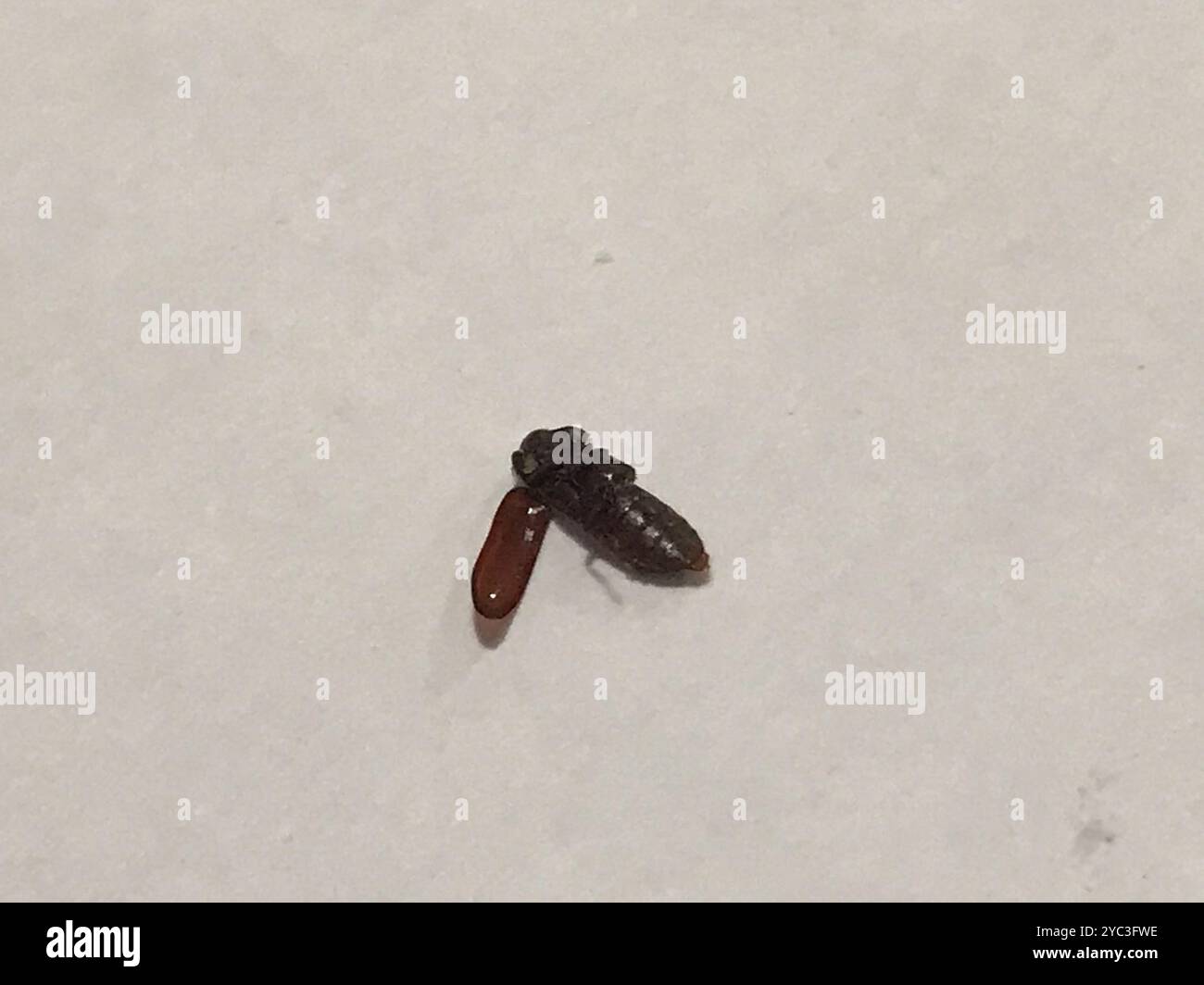 Deathwatch, Spider, and Wood-borer Beetles (Ptinidae) Insecta Stock ...