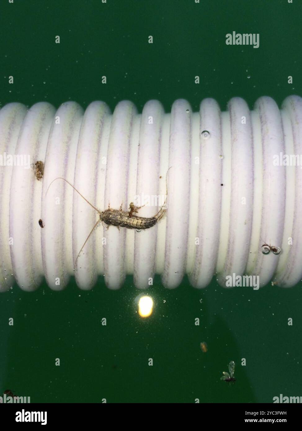 Four-lined Silverfish (Ctenolepisma lineatum) Insecta Stock Photo - Alamy