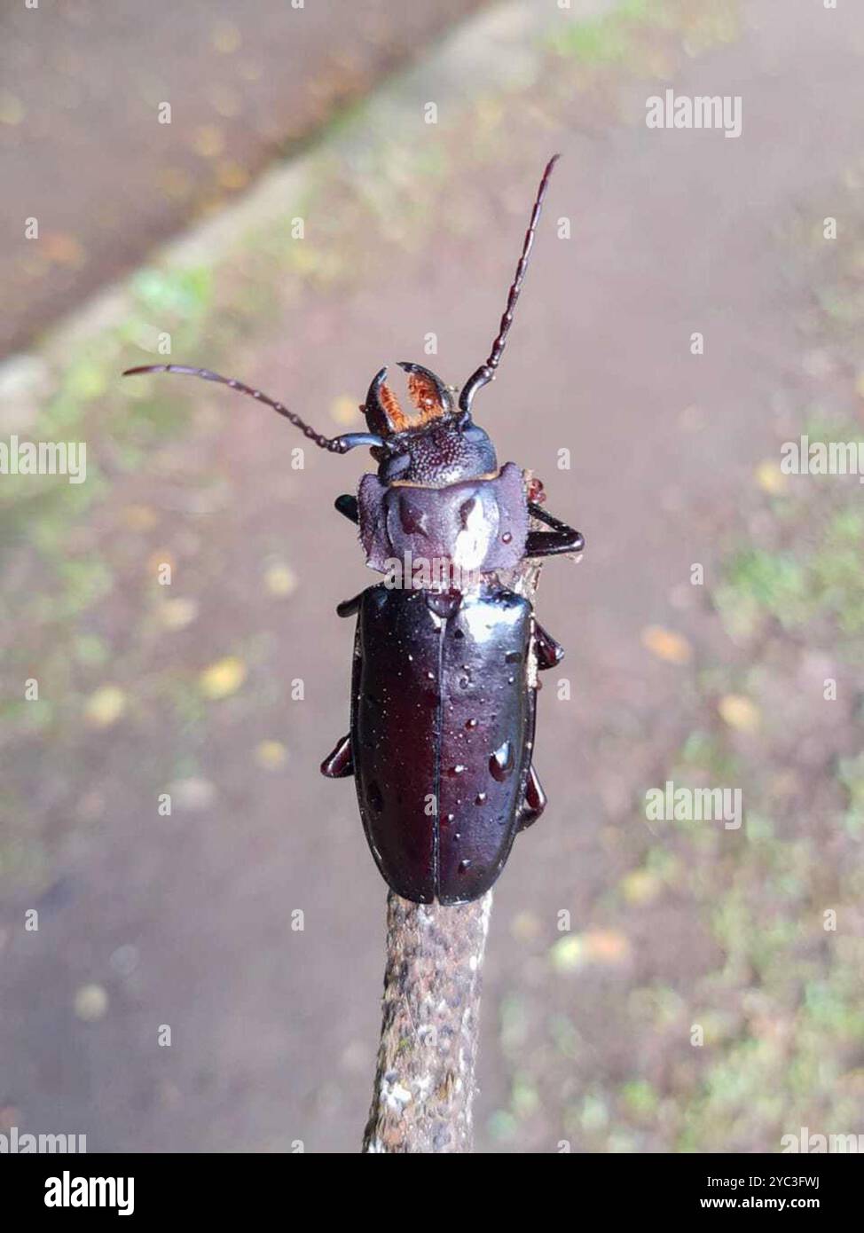 (Mallodon spinibarbis) Insecta Stock Photo - Alamy
