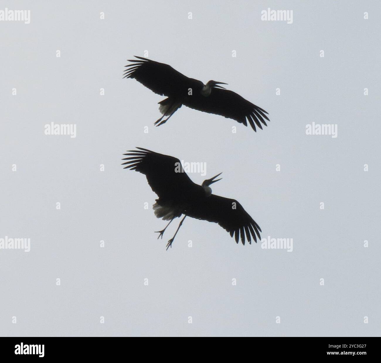 African Woolly-necked Stork (Ciconia microscelis) Aves Stock Photo - Alamy