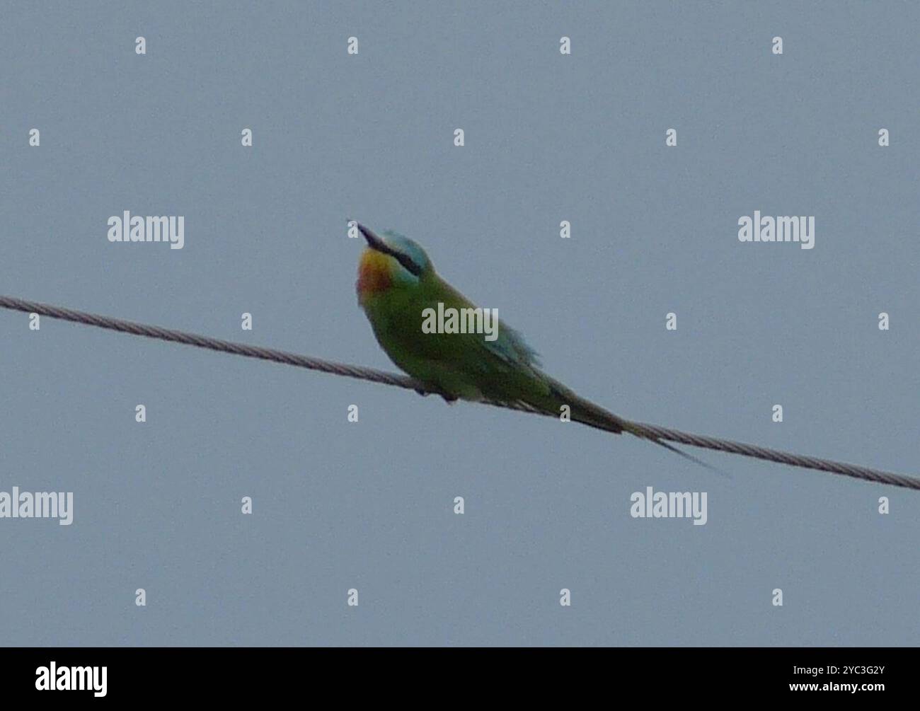 Blue-cheeked Bee-eater (Merops persicus) Aves Stock Photo - Alamy