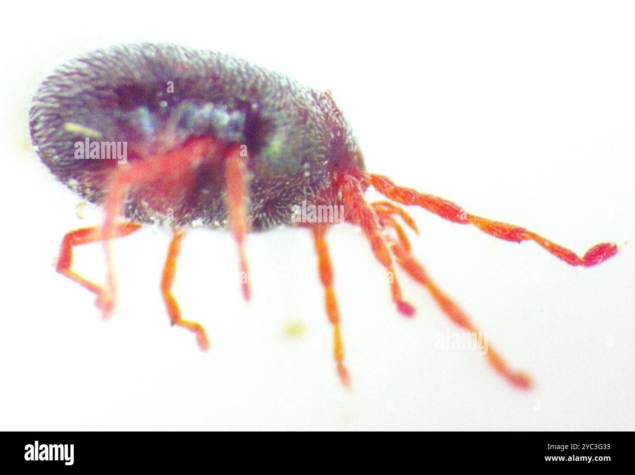 Sidewalk Mites (Balaustium) Arachnida Stock Photo - Alamy