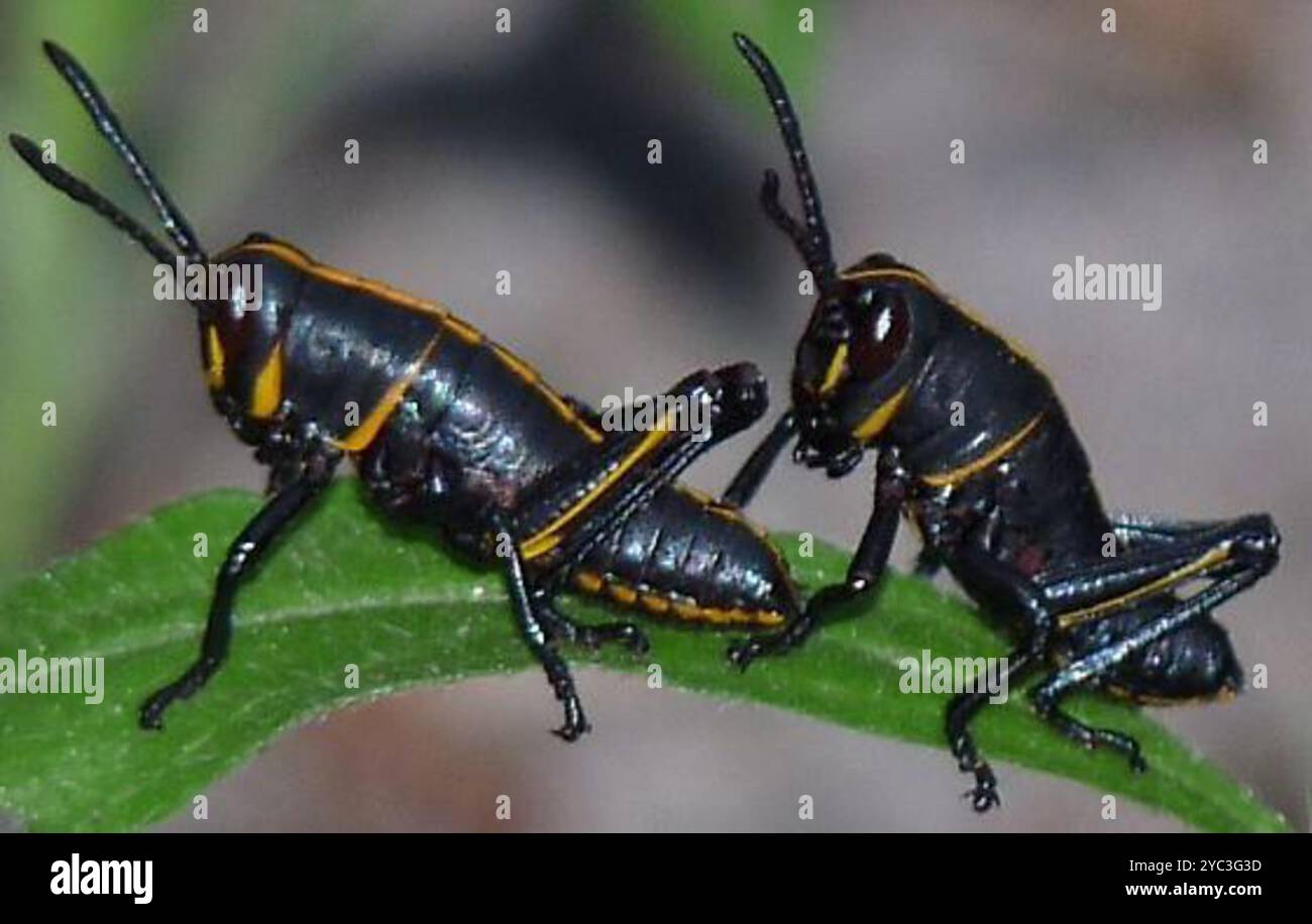 Eastern Lubber Grasshopper (Romalea microptera) Insecta Stock Photo - Alamy