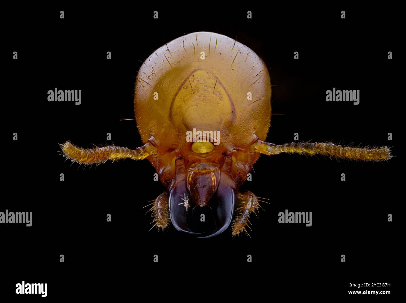 Termite head hi-res stock photography and images - Alamy