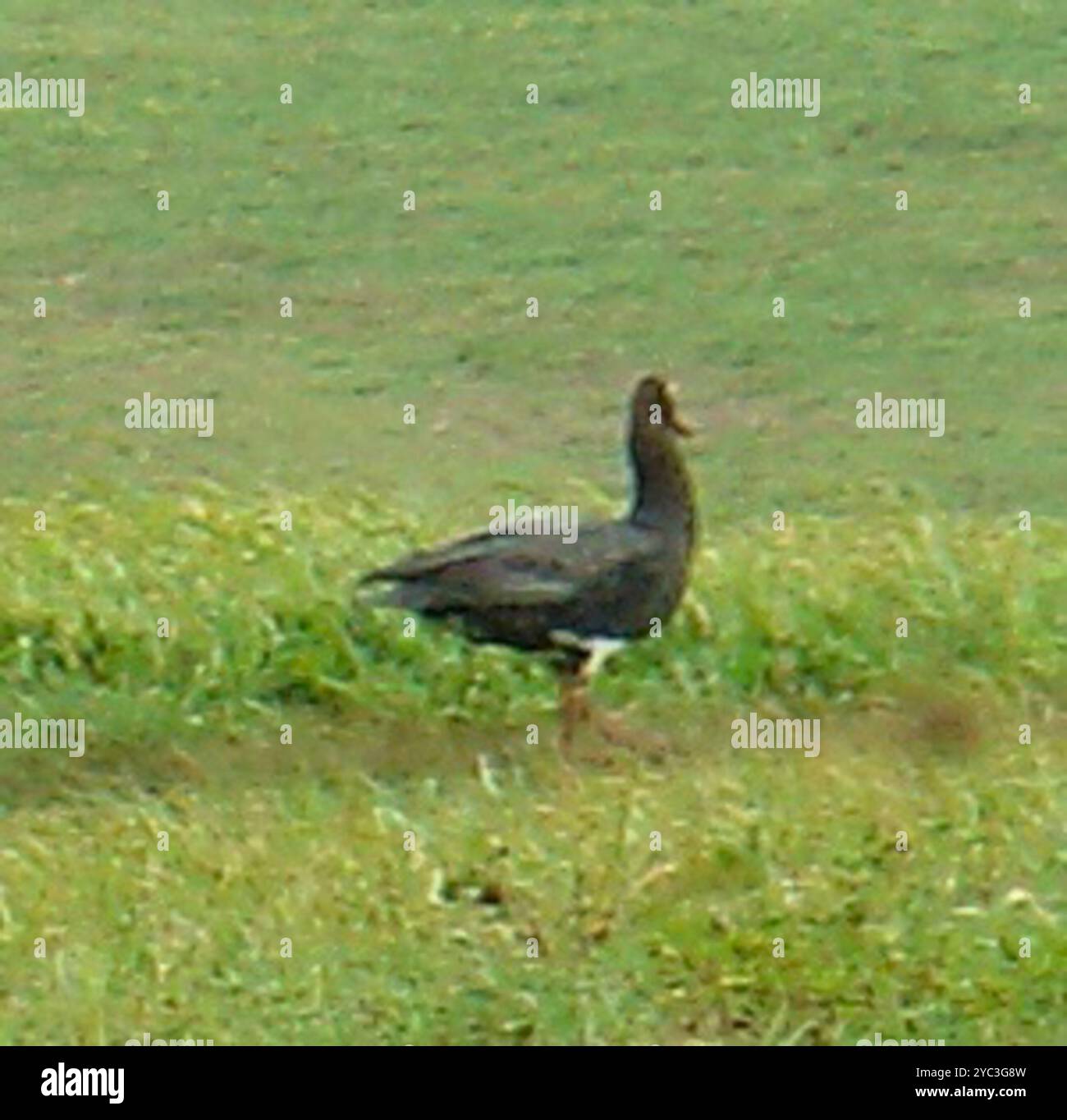 Southern Spur-winged Goose (Plectropterus gambensis niger) Aves Stock ...