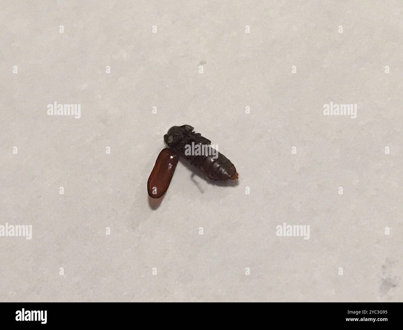 Deathwatch, Spider, and Wood-borer Beetles (Ptinidae) Insecta Stock ...