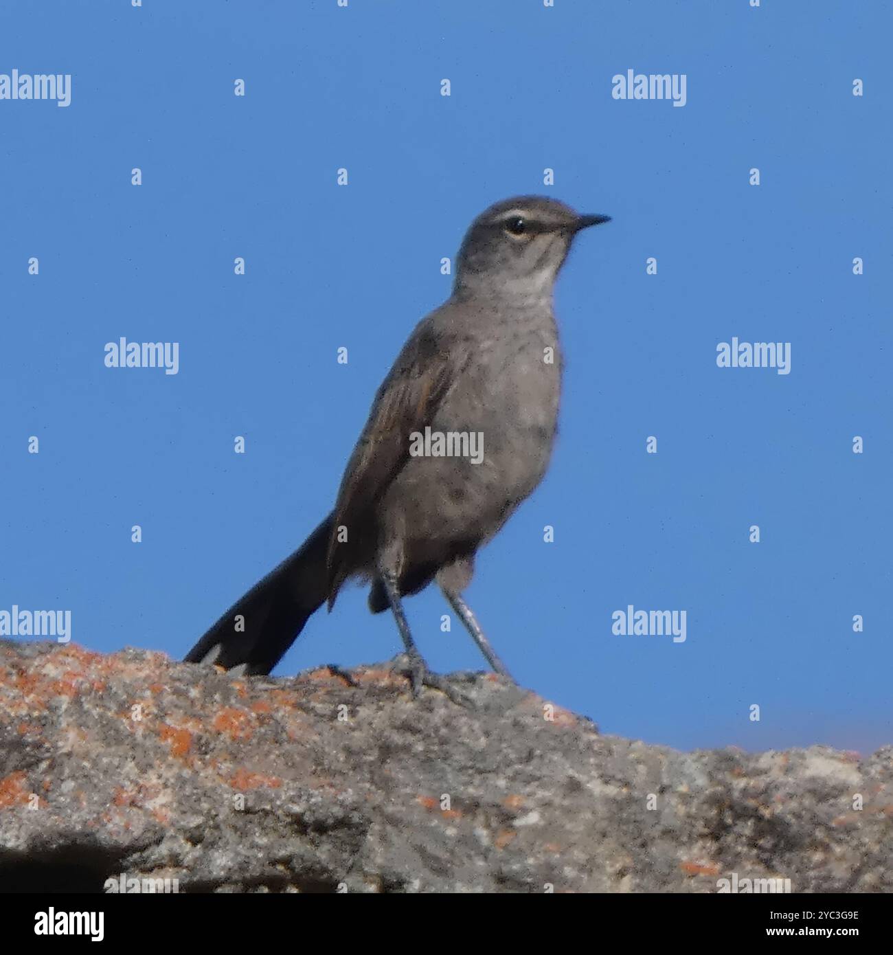 Karoo Scrub-Robin (Cercotrichas coryphoeus) Aves Stock Photo - Alamy