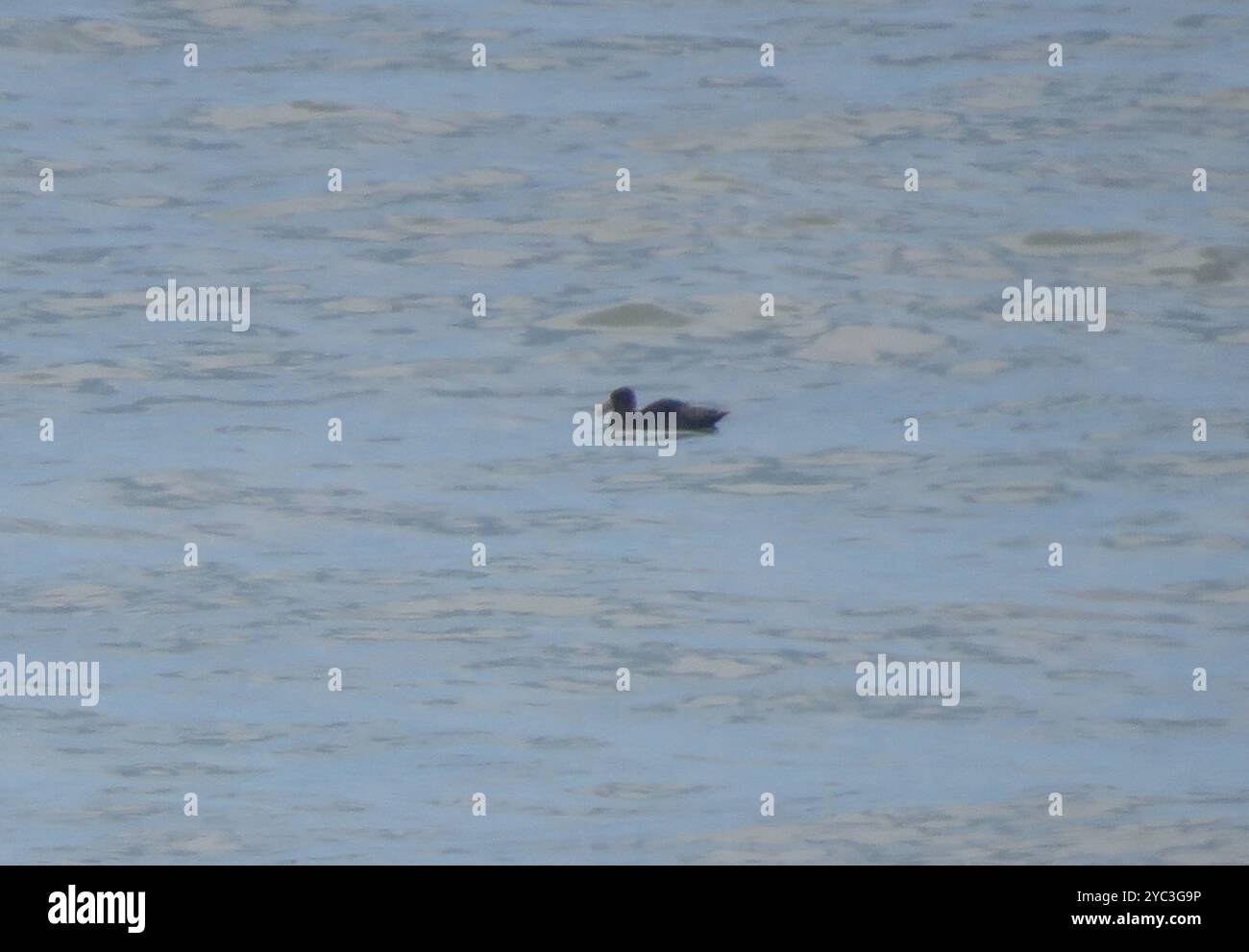 Southern Giant Petrel (Macronectes giganteus) Aves Stock Photo - Alamy