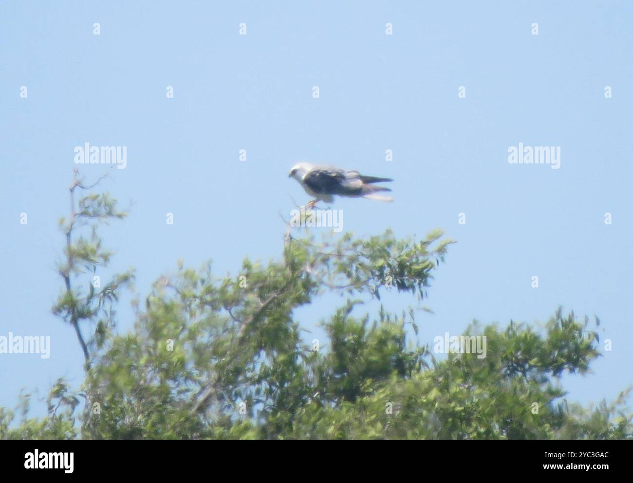 White-tailed Kite (Elanus leucurus) Aves Stock Photo - Alamy