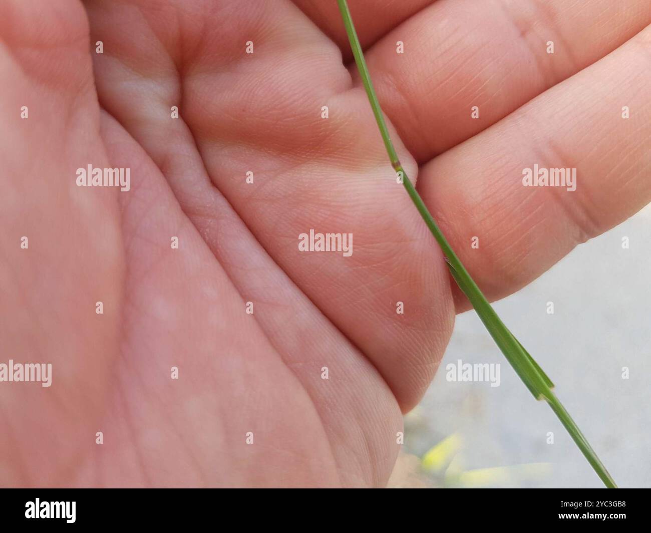 Canada bluegrass (Poa compressa) Plantae Stock Photo - Alamy